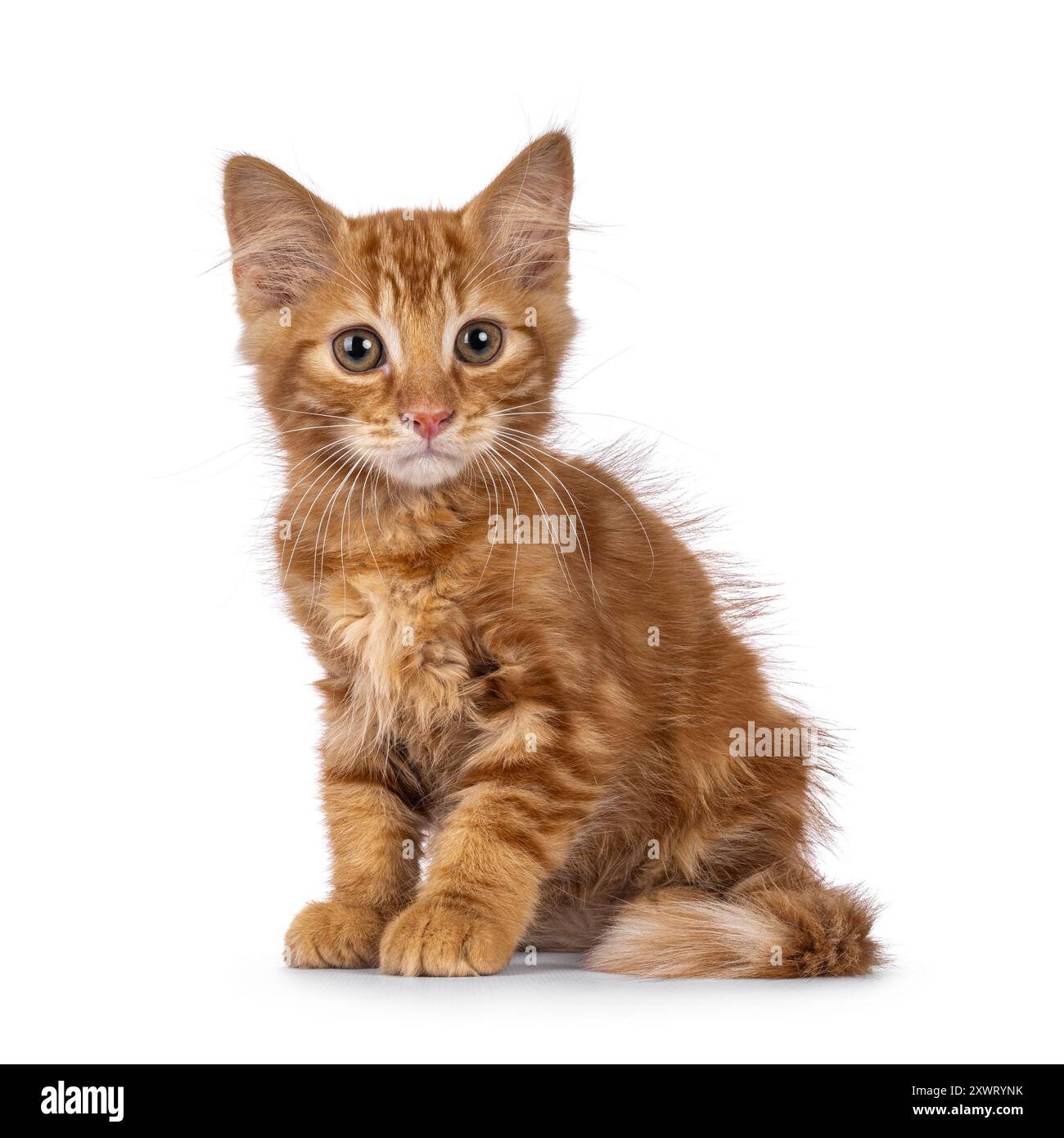 Cute red house cat kitten, sitting up side ways. Looking beside camera ...