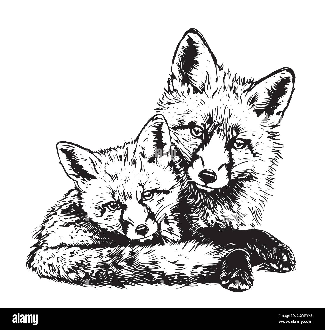 Fox cub isolated Black and White Stock Photos & Images - Alamy