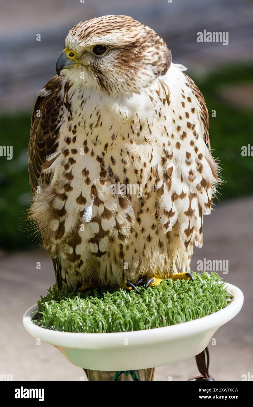 Medieval hunting bird hi-res stock photography and images - Alamy