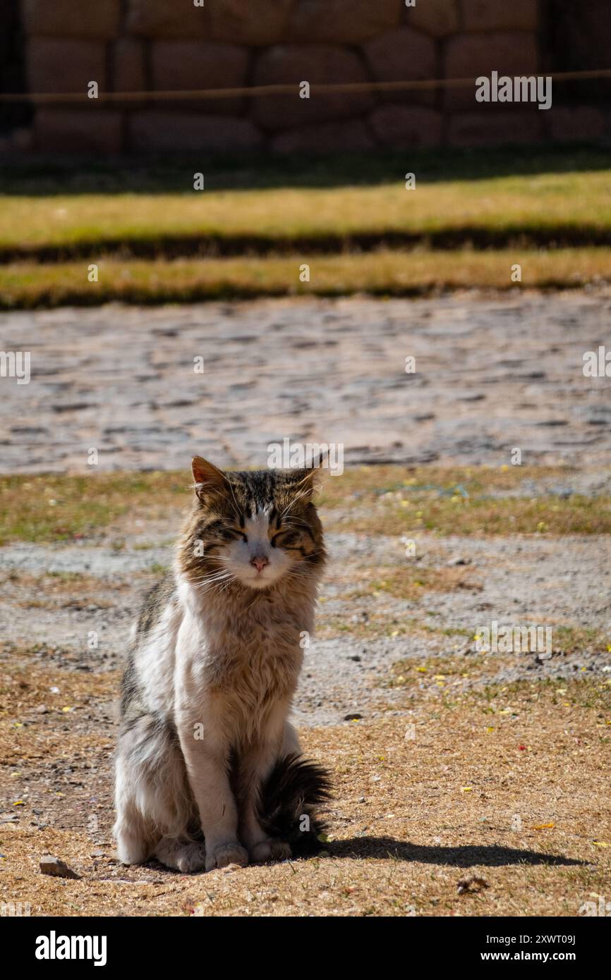 Cat festival peru hi-res stock photography and images - Alamy