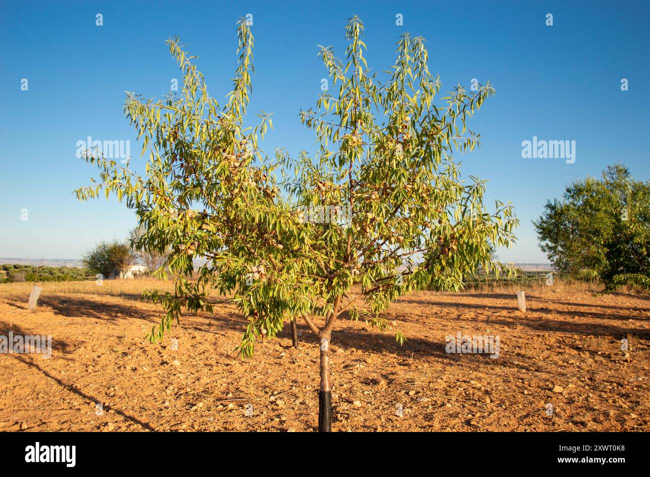Arbol almendro hi-res stock photography and images - Alamy
