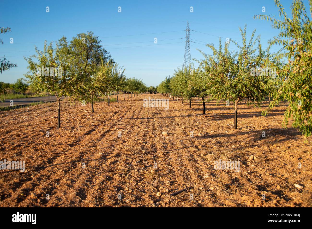 Almond tree cultivation plantation Stock Photo - Alamy