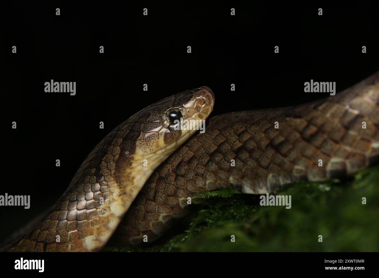 Walnut kukri snake hi-res stock photography and images - Alamy