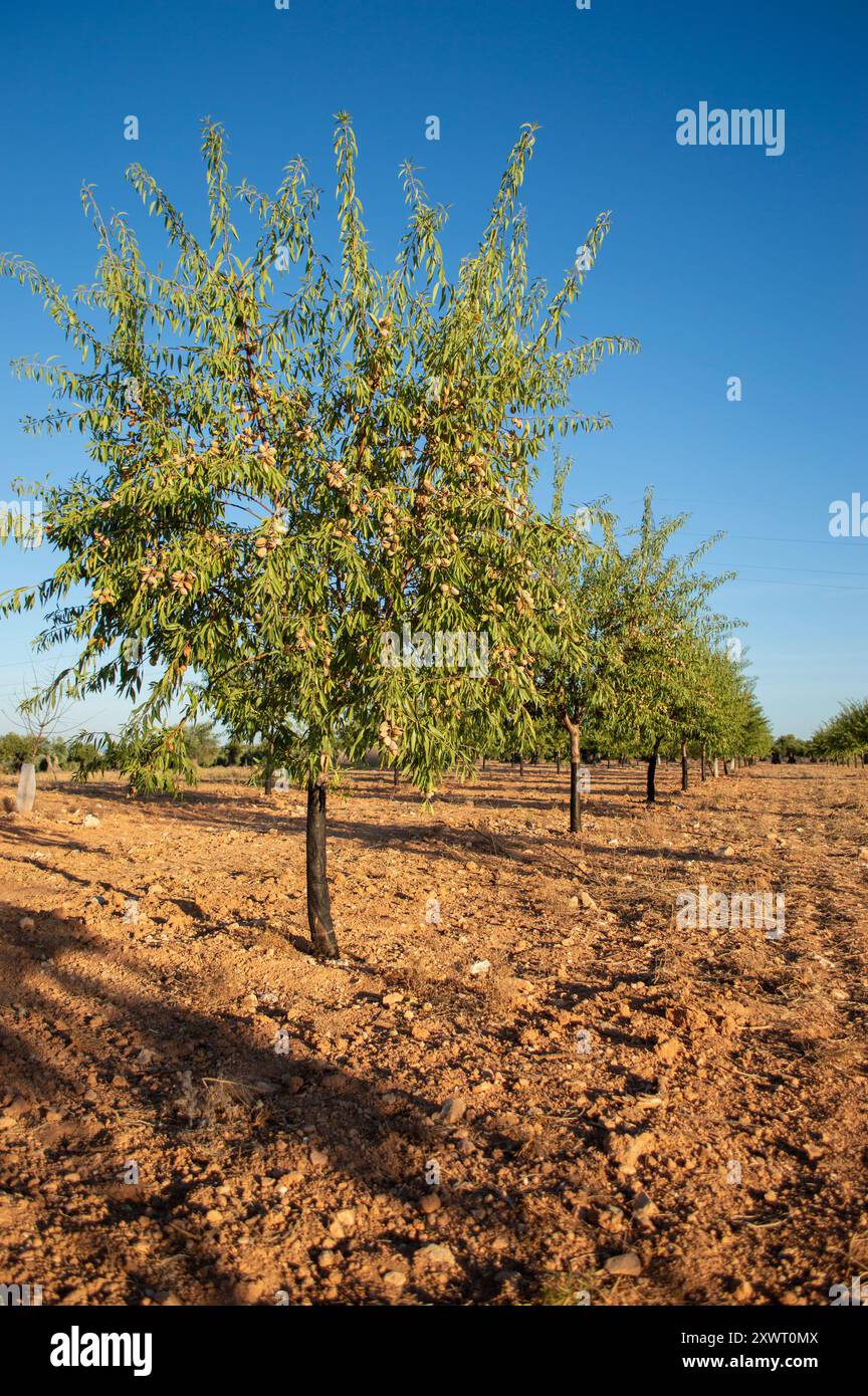 Almond tree cultivation plantation Stock Photo - Alamy
