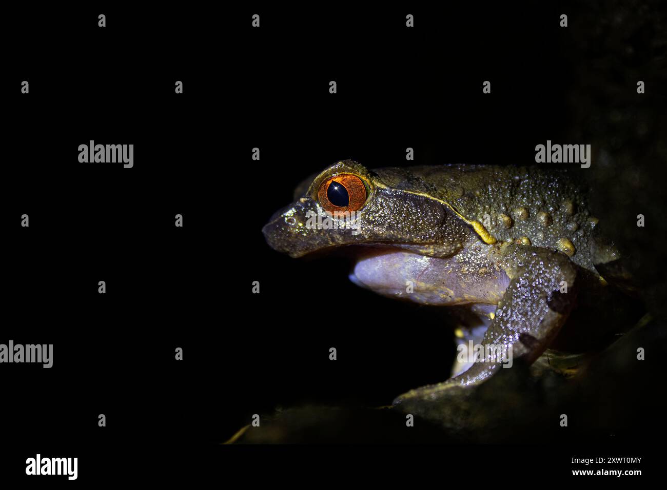 Cascade frog hi-res stock photography and images - Alamy