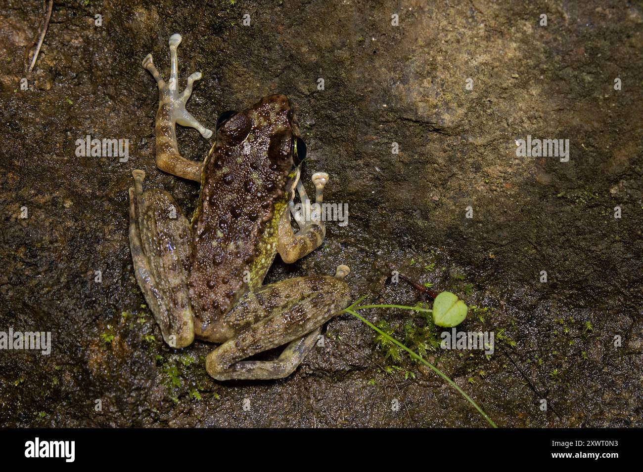 Torrent salamanders hi-res stock photography and images - Alamy
