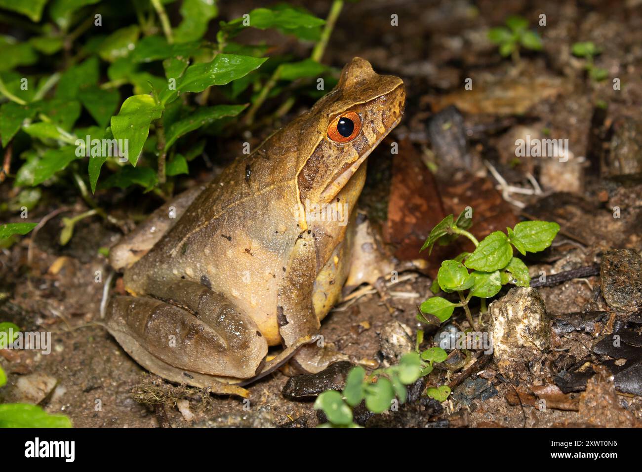 Cascade frog hi-res stock photography and images - Alamy