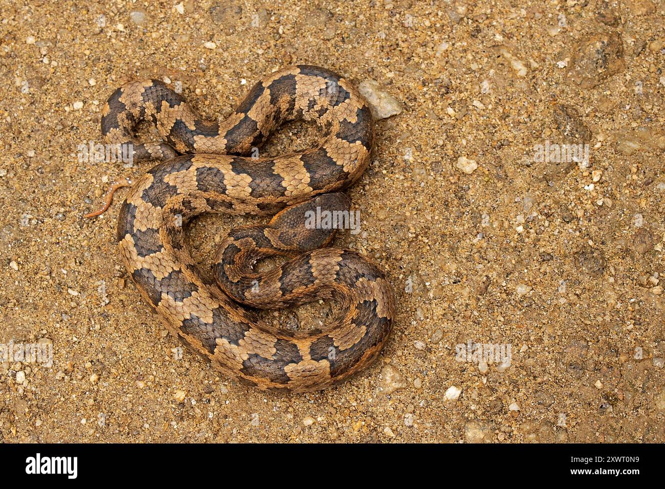 Adult individual of Mountain Pitviper (Ovophis monticola Stock Photo ...