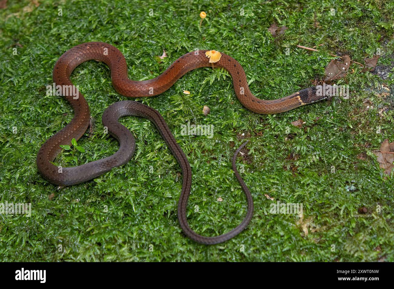 An adult Collared Black-headed Snake (Sibynophis collaris Stock Photo ...