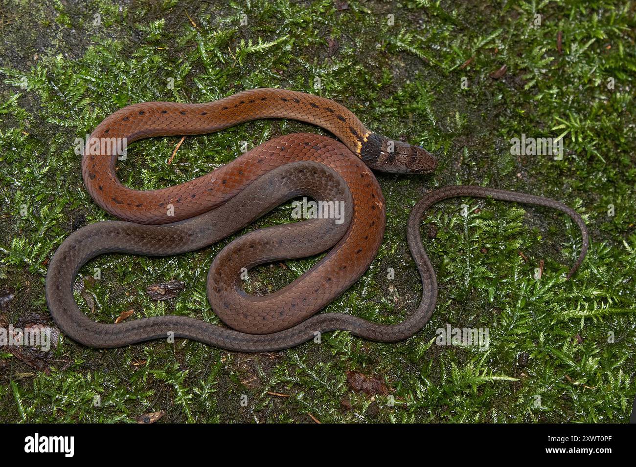 An adult Collared Black-headed Snake (Sibynophis collaris Stock Photo ...