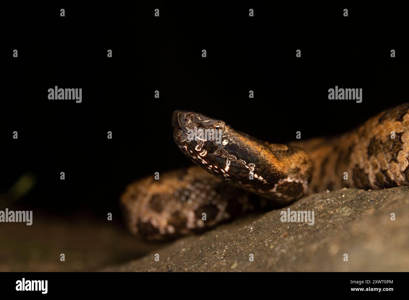 Adult individual of Mountain Pitviper (Ovophis monticola Stock Photo ...