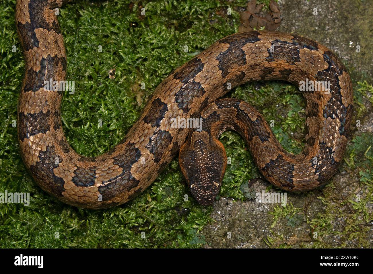 Adult individual of Mountain Pitviper (Ovophis monticola Stock Photo ...