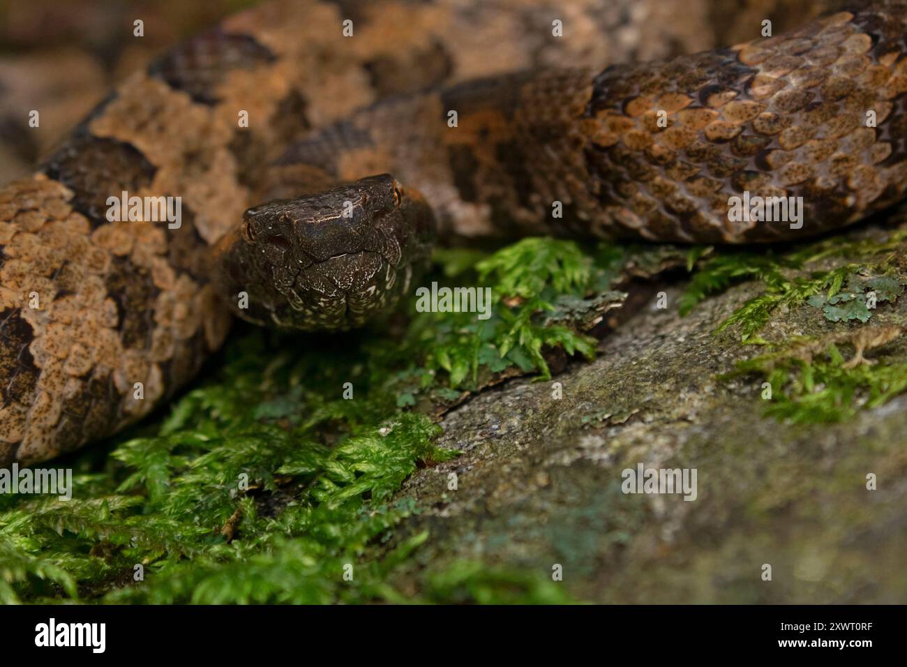 Adult individual of Mountain Pitviper (Ovophis monticola Stock Photo ...