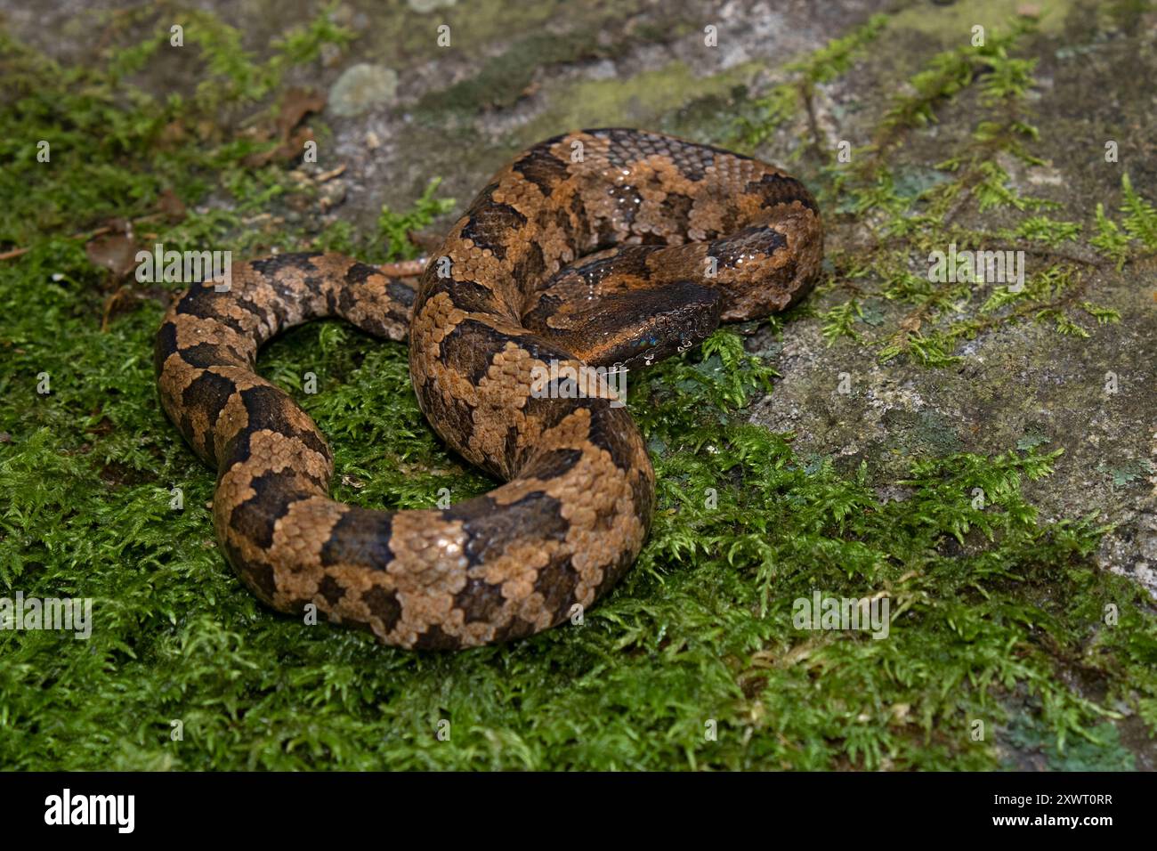 Adult individual of Mountain Pitviper (Ovophis monticola Stock Photo ...