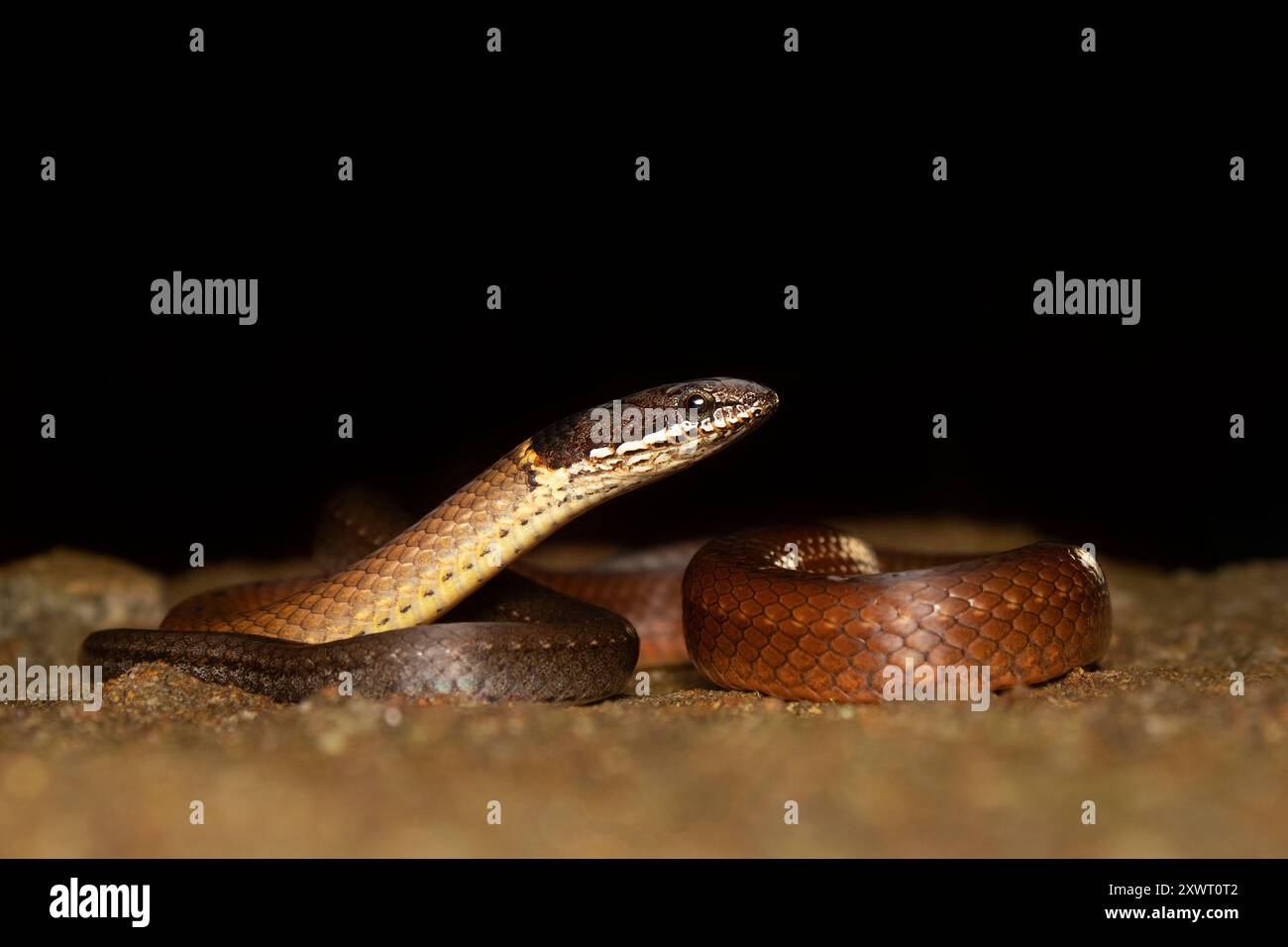 An adult Collared Black-headed Snake (Sibynophis collaris Stock Photo ...