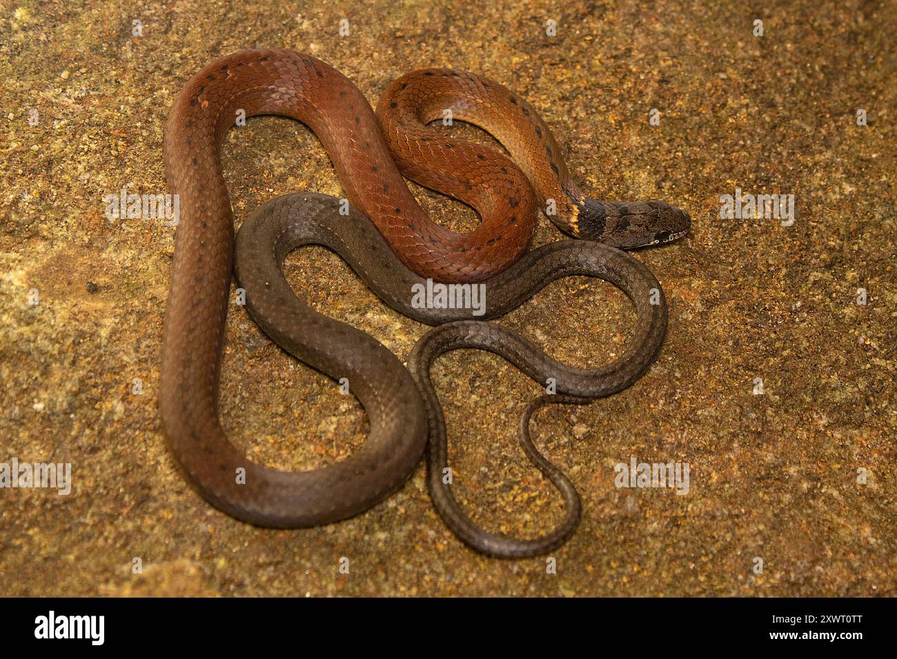 An adult Collared Black-headed Snake (Sibynophis collaris Stock Photo ...