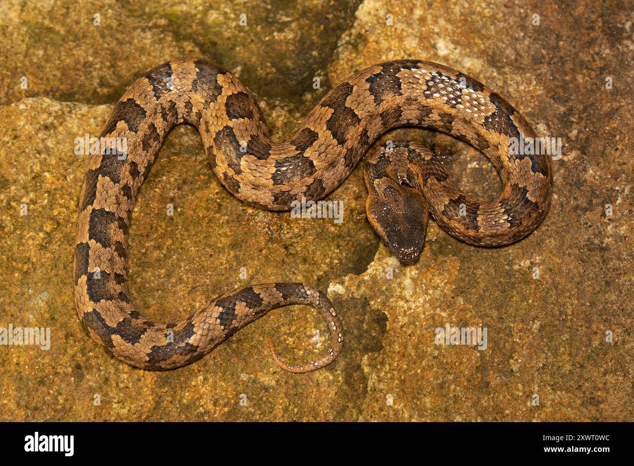 Adult individual of Mountain Pitviper (Ovophis monticola Stock Photo ...