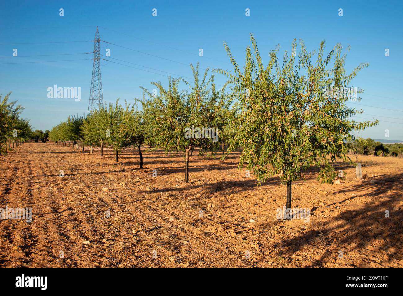 Cultivo de frutos secos hi-res stock photography and images - Alamy