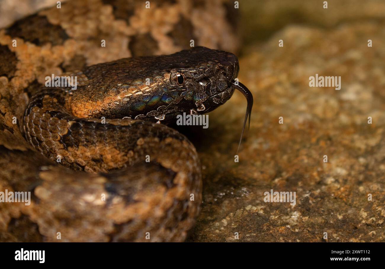 Adult individual of Mountain Pitviper (Ovophis monticola Stock Photo ...