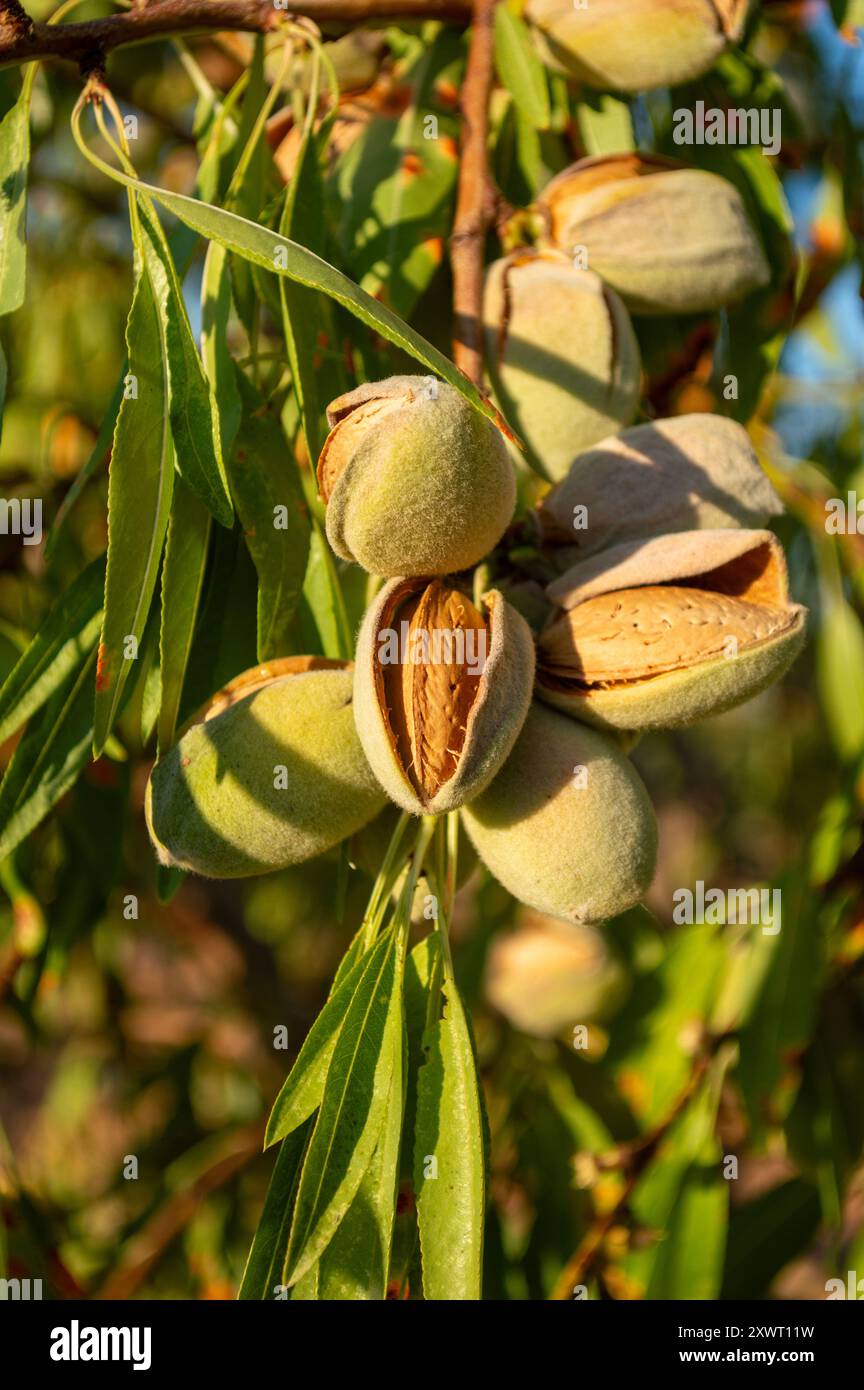árbol verde hi-res stock photography and images - Alamy