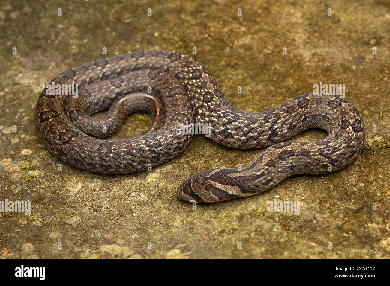 Walnut kukri snake hi-res stock photography and images - Alamy