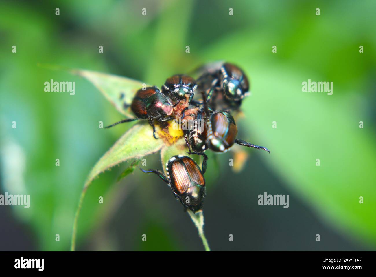 Closeup of Japanese beetles eating the yellow rose petals in a rose ...