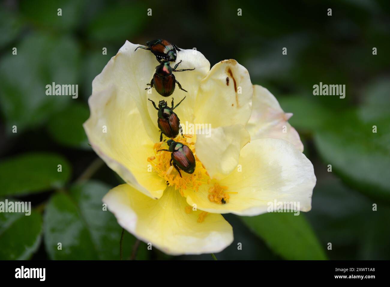 Closeup of Japanese beetles eating the yellow rose petals in a rose ...