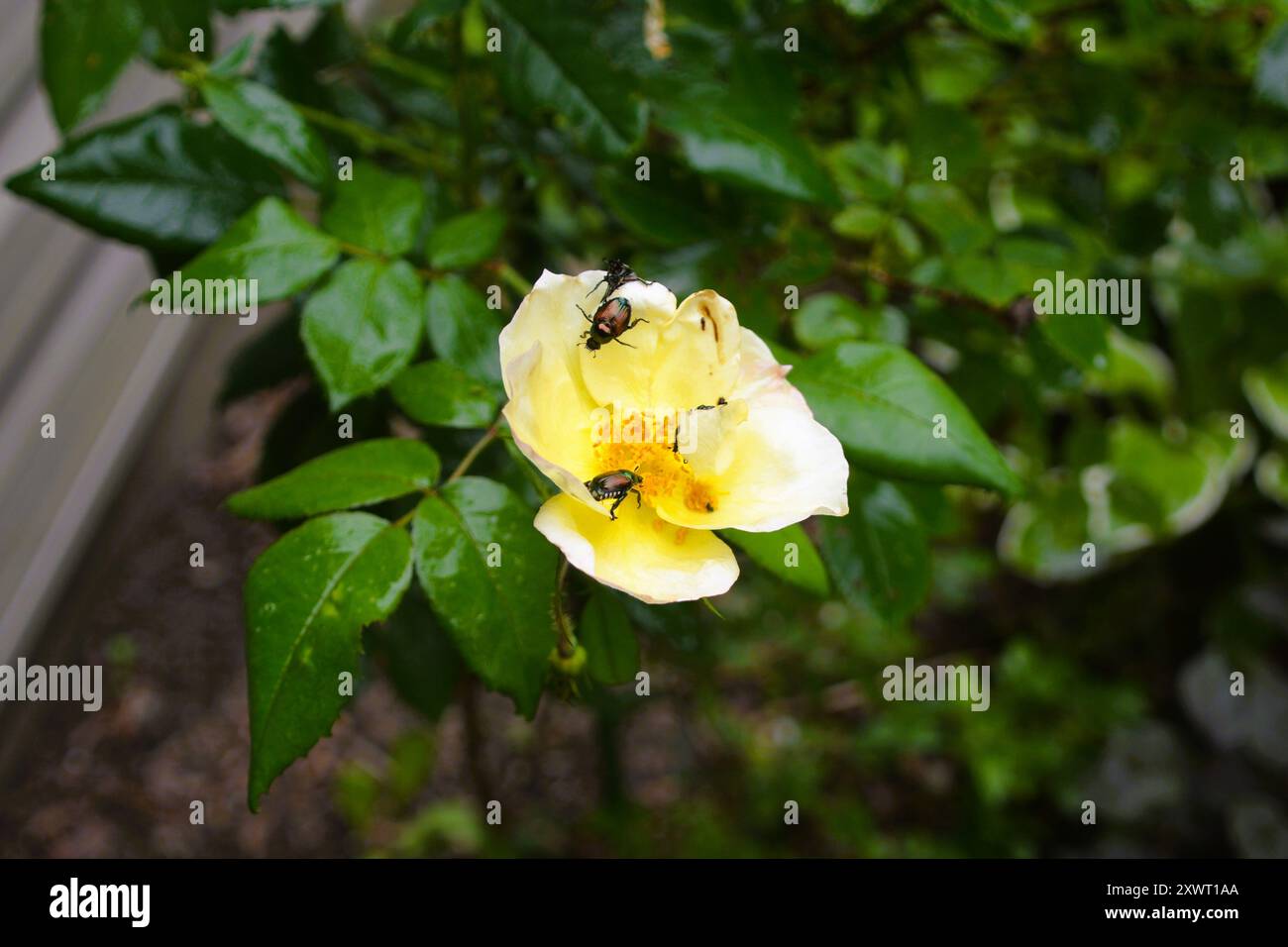 Closeup of Japanese beetles eating the yellow rose petals in a rose ...