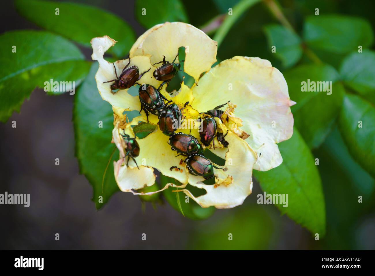 Closeup of Japanese beetles eating the yellow rose petals in a rose ...