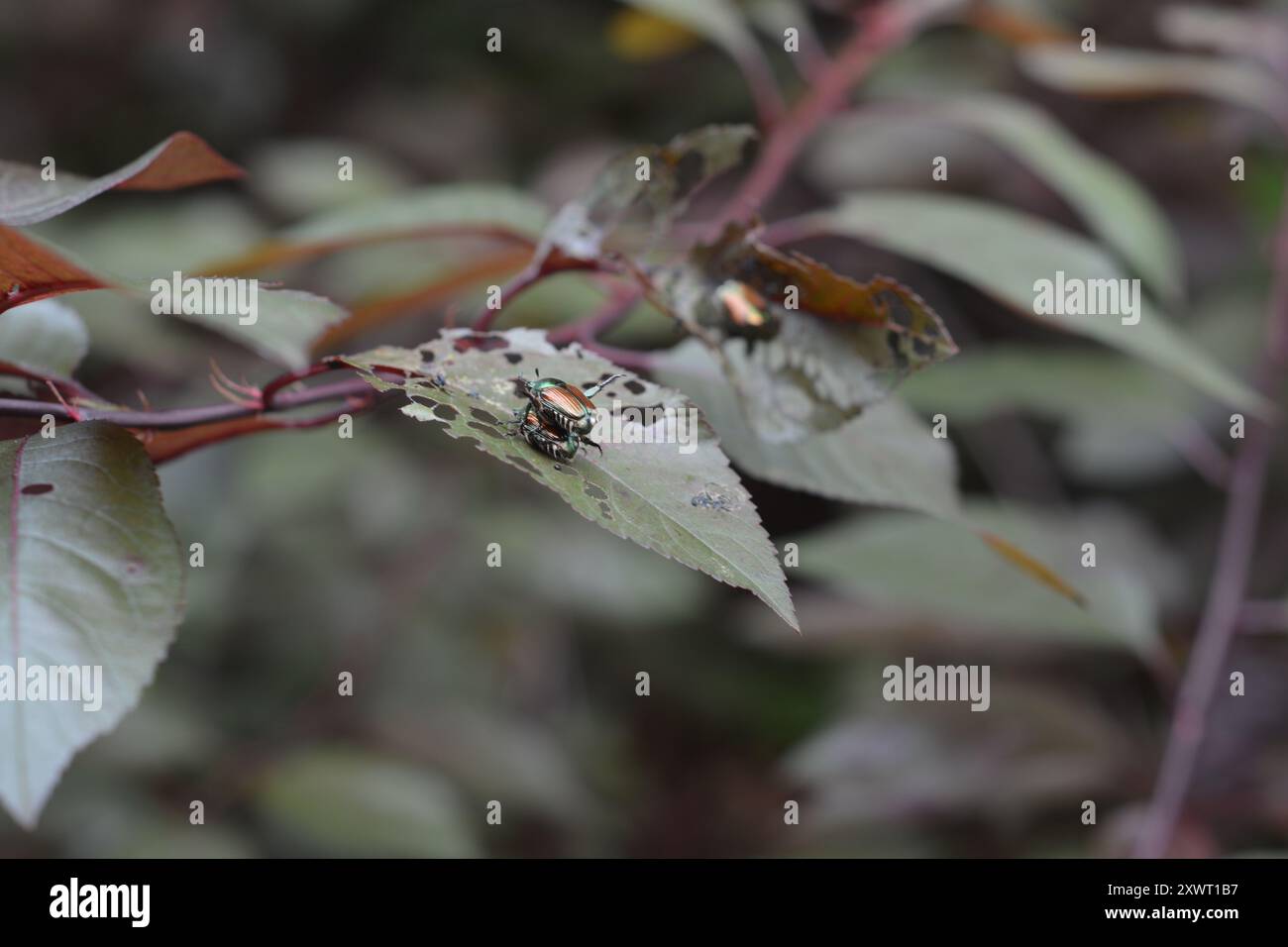 Closeup of Japanese beetles eating the leaves of a cherry tree in a ...