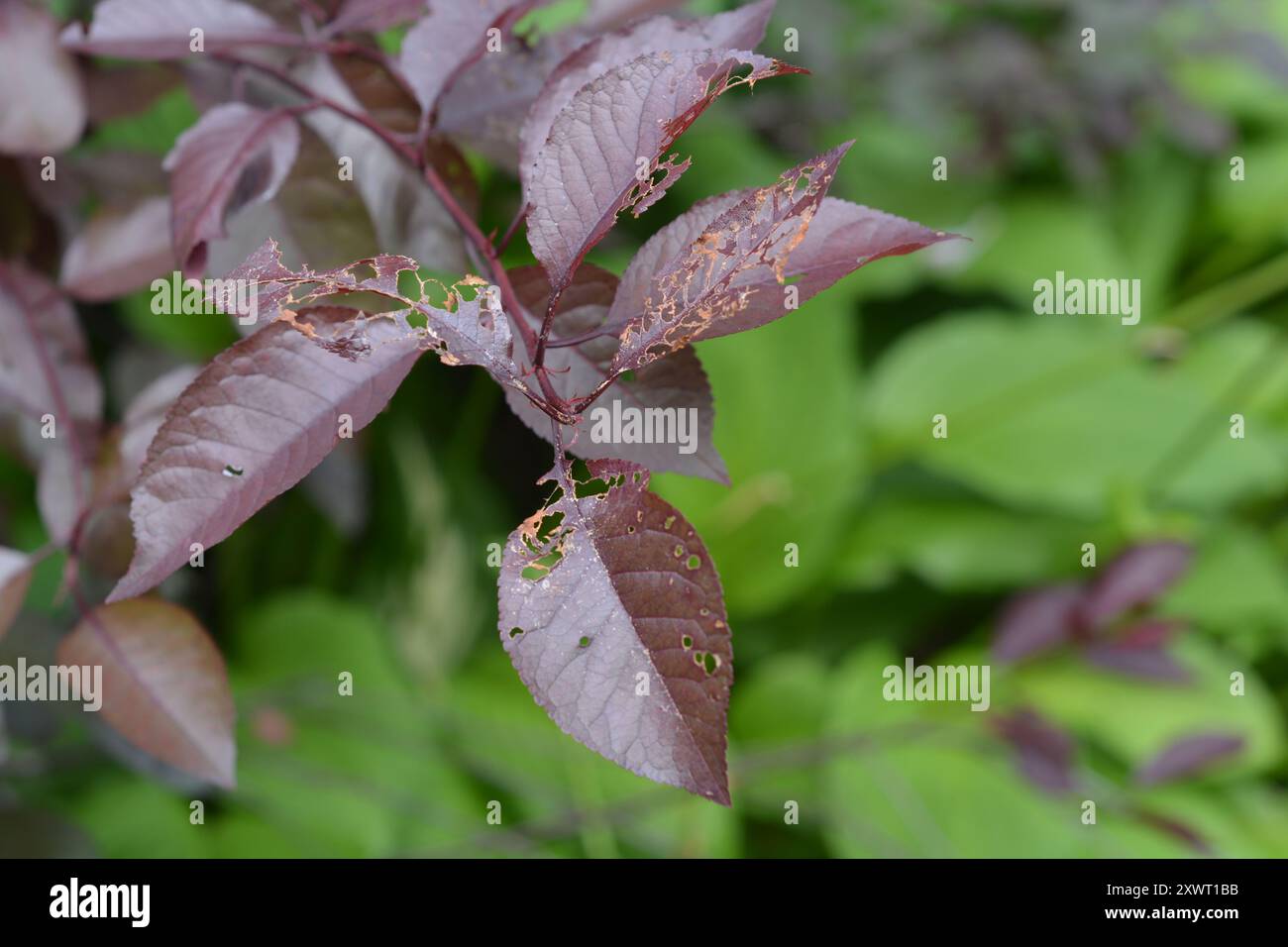 Closeup of damage of cherry tree leaves caused by Japanese beetles in a ...