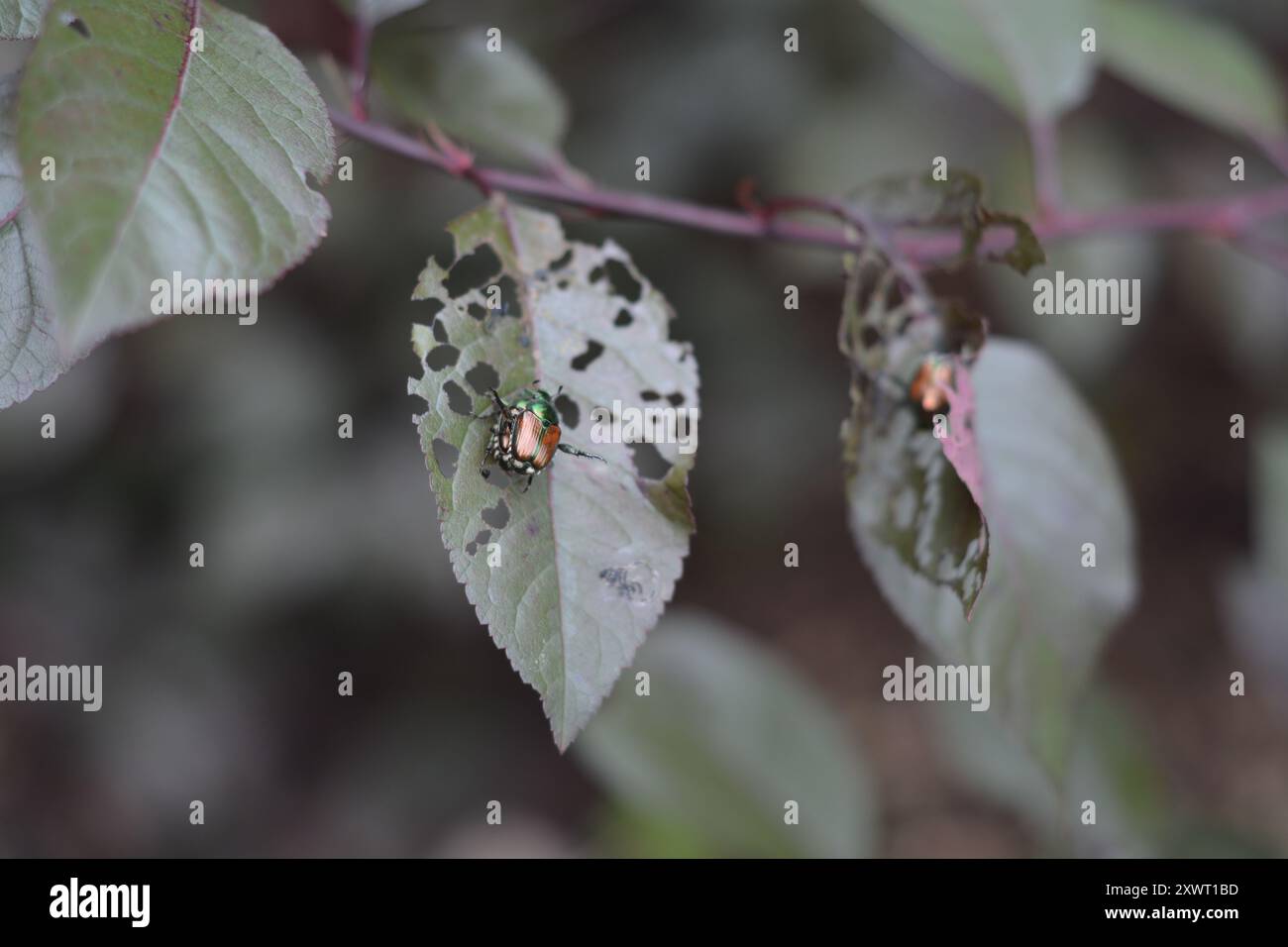 Closeup of Japanese beetles eating the leaves of a cherry tree in a ...