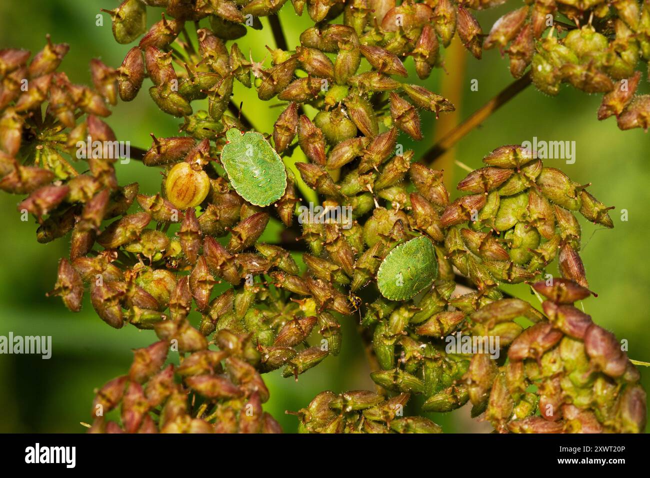 Two Green shield bugs in nymphal stage on seeds of umbelliferous plant ...