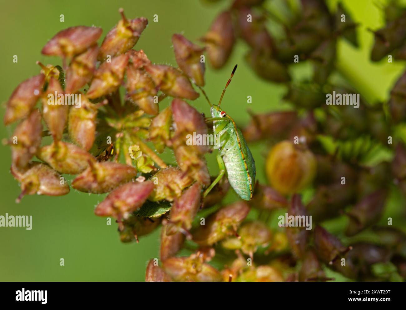Stink bug nymphs hi-res stock photography and images - Alamy