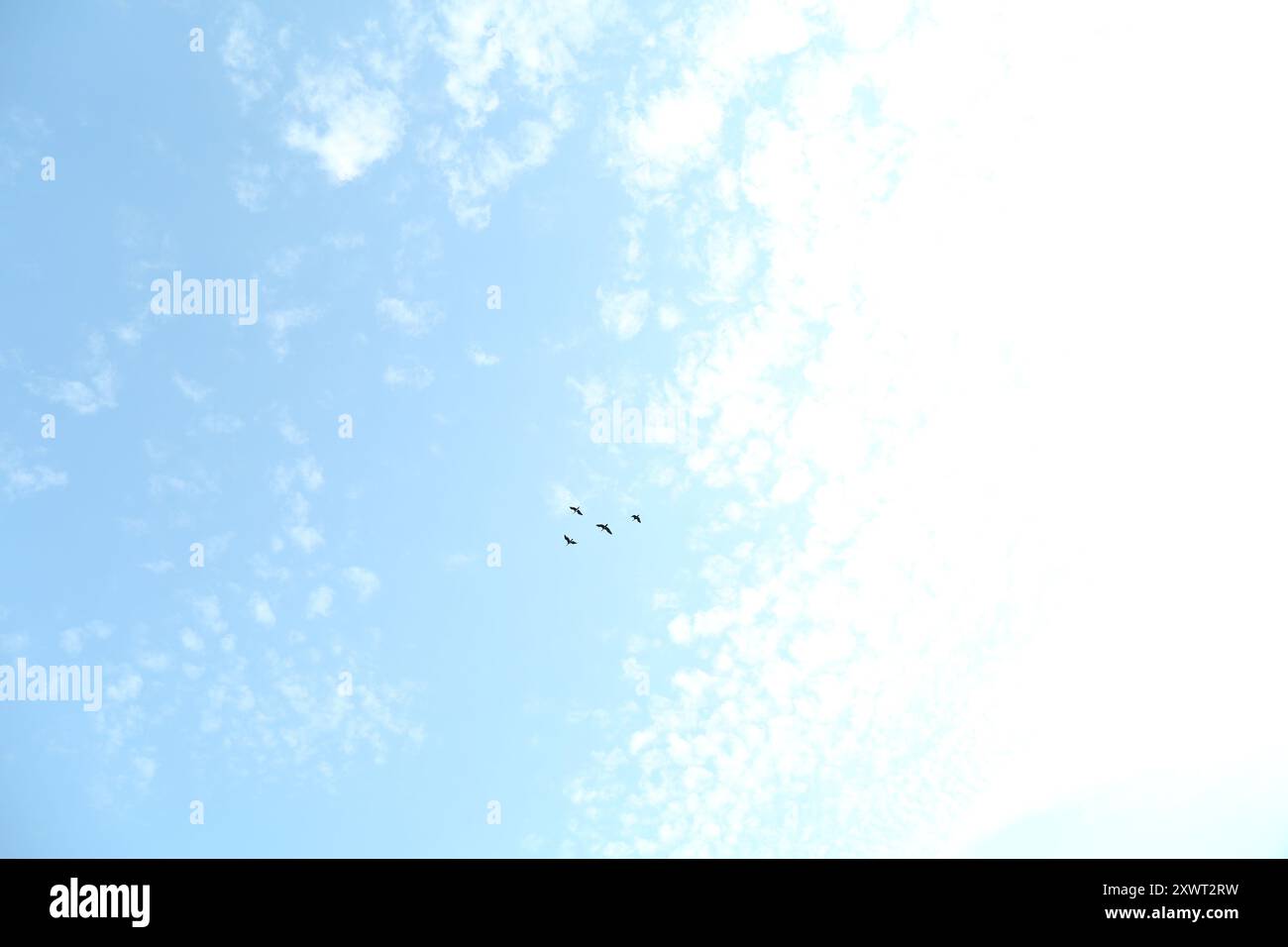 Birds flying across clear sky hi-res stock photography and images - Alamy