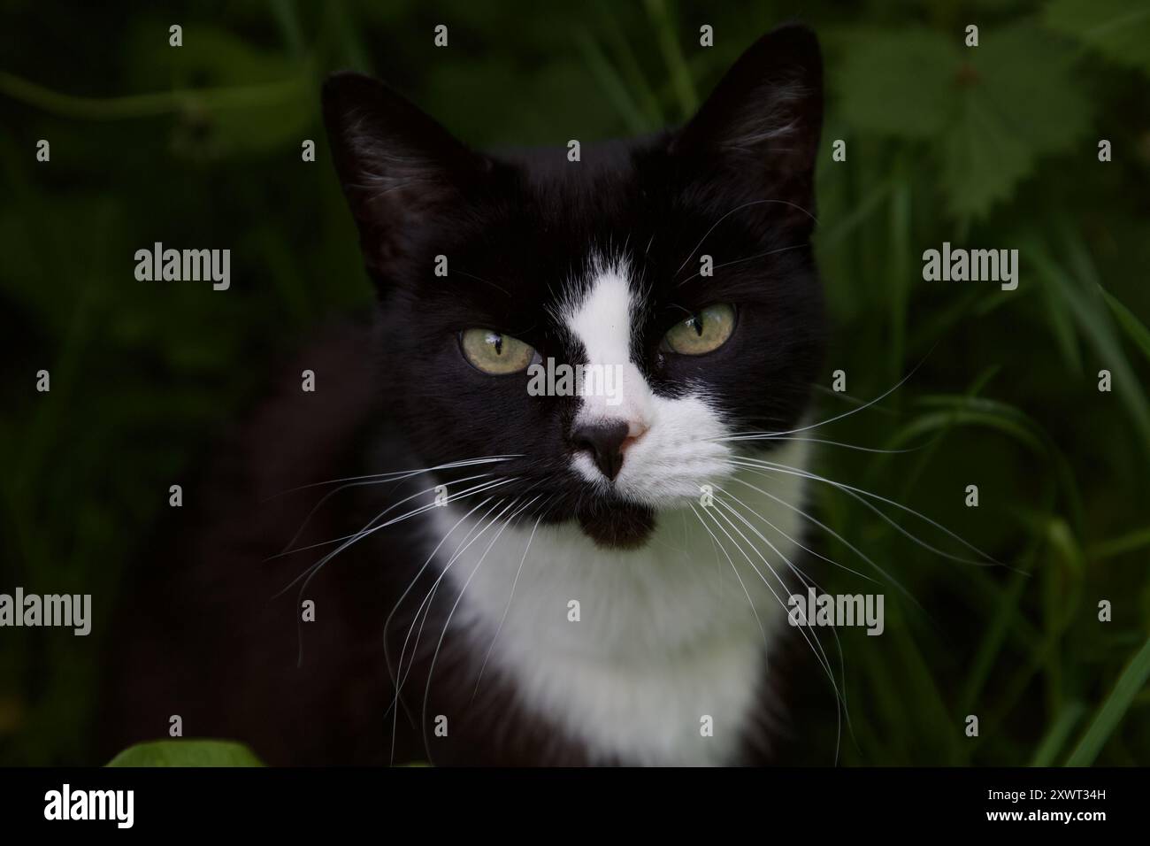 House portrait domestic cat hi-res stock photography and images - Alamy