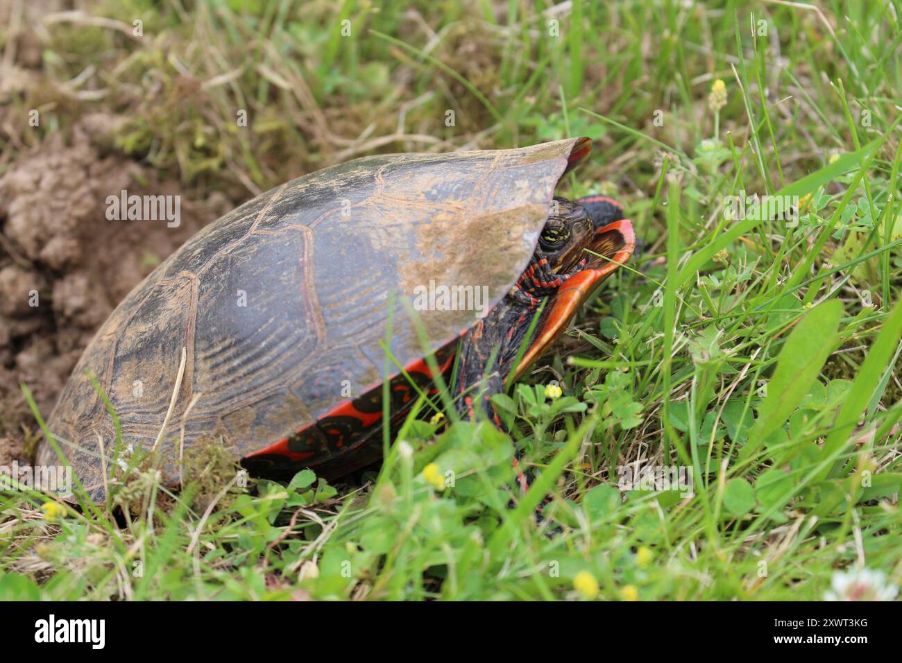 Retracted turtle hi-res stock photography and images - Alamy