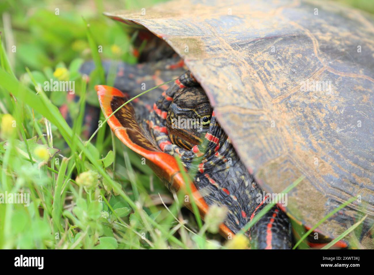 Close up, side view of a Painted Turtle with its head retracted, in the ...