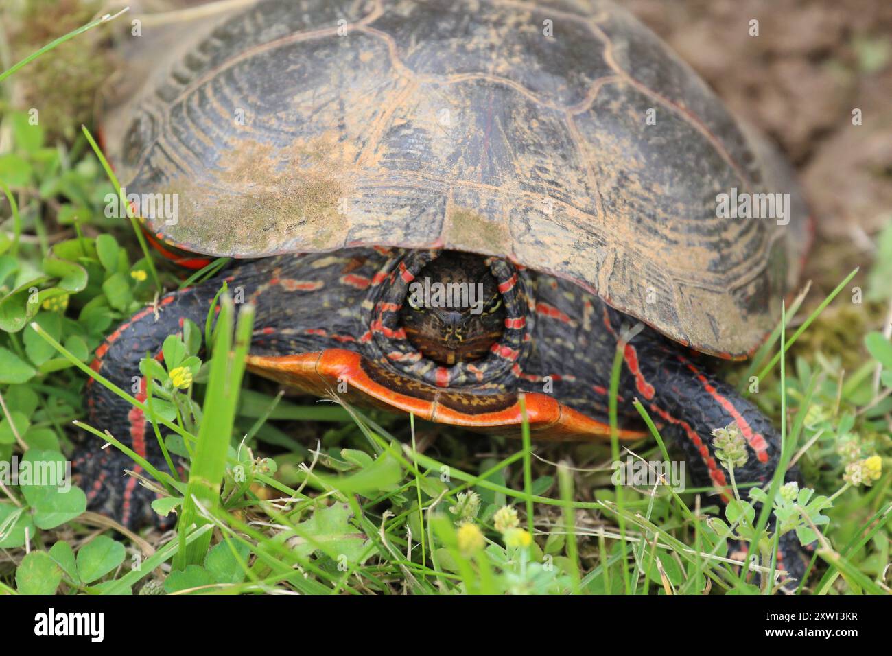 Retracted turtle hi-res stock photography and images - Alamy