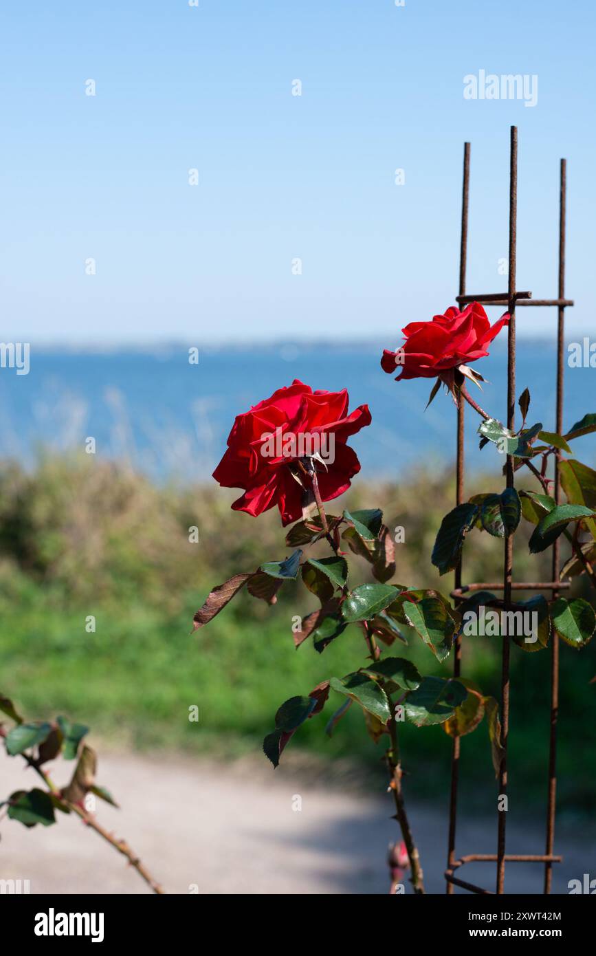 Roses resilience hi-res stock photography and images - Alamy