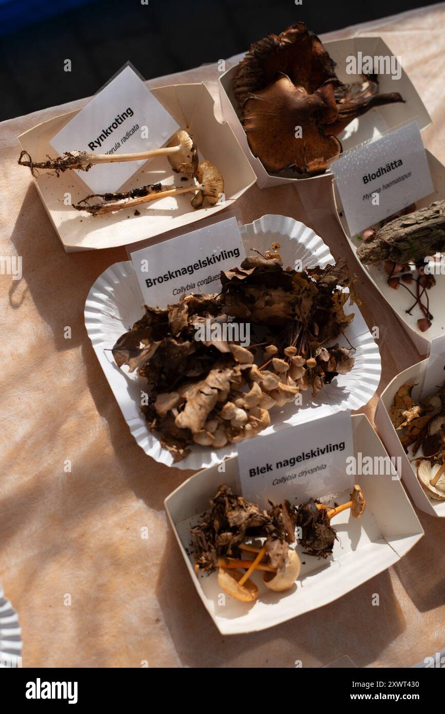 A selection of wild mushrooms, each labeled with their scientific names ...