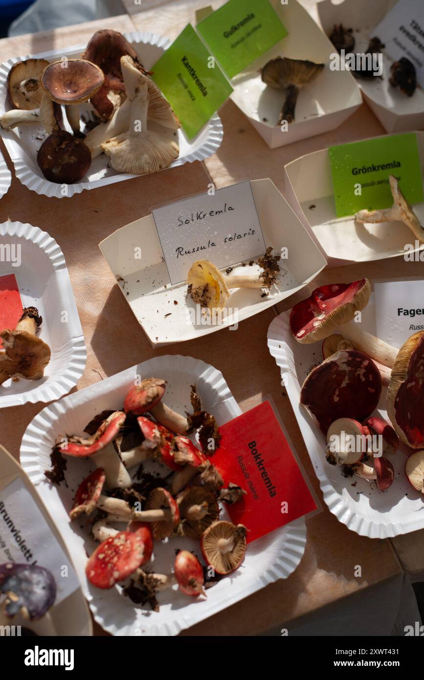 Identifying different species hi-res stock photography and images - Alamy