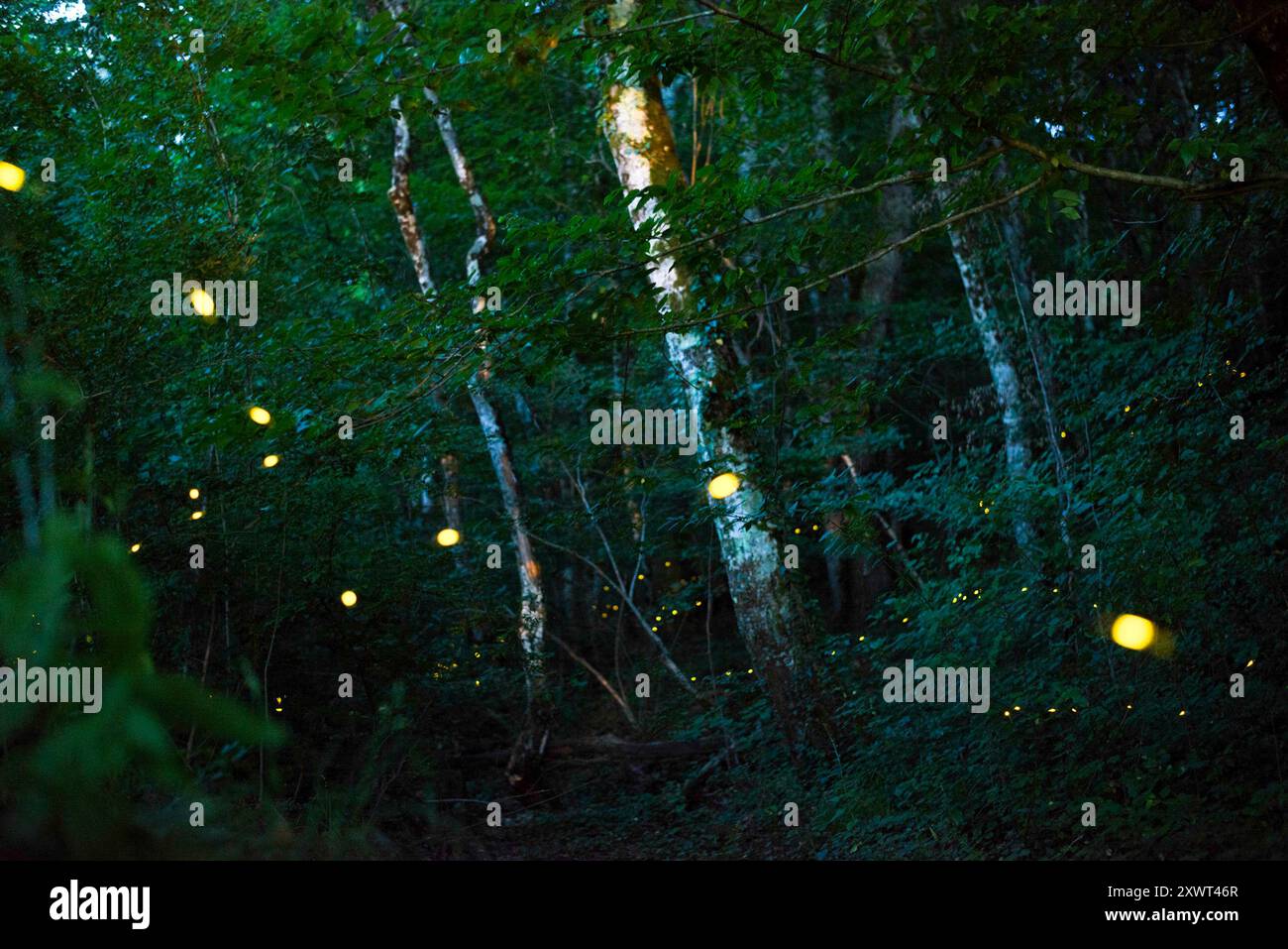 Enchanting insects hi-res stock photography and images - Alamy