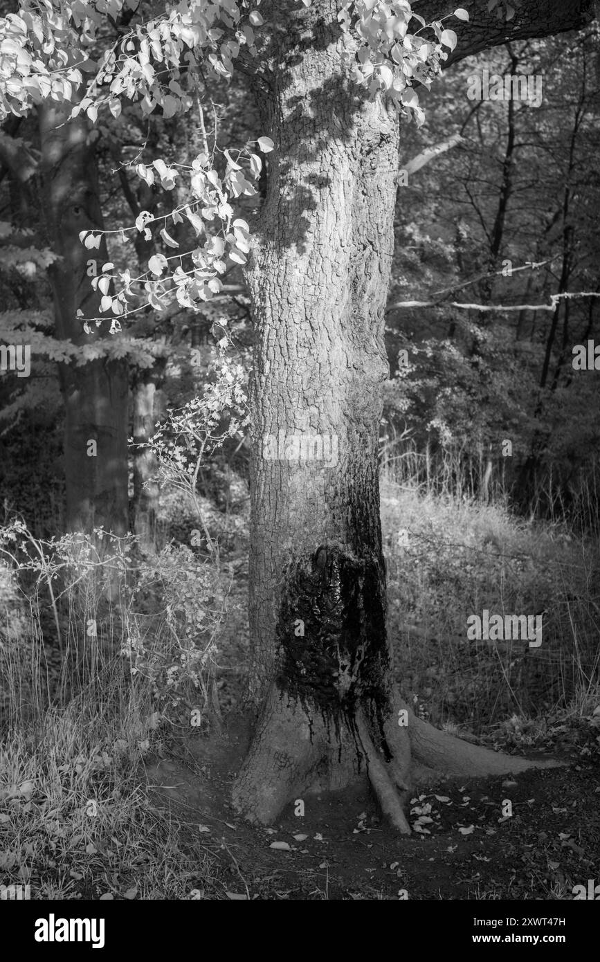 An eerie tree exudes dark sap in the midst of a misty forest. The scene ...