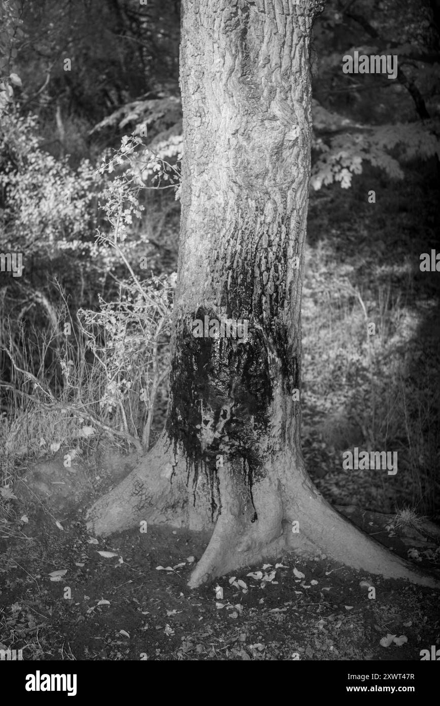 Scary face tree Black and White Stock Photos & Images - Alamy