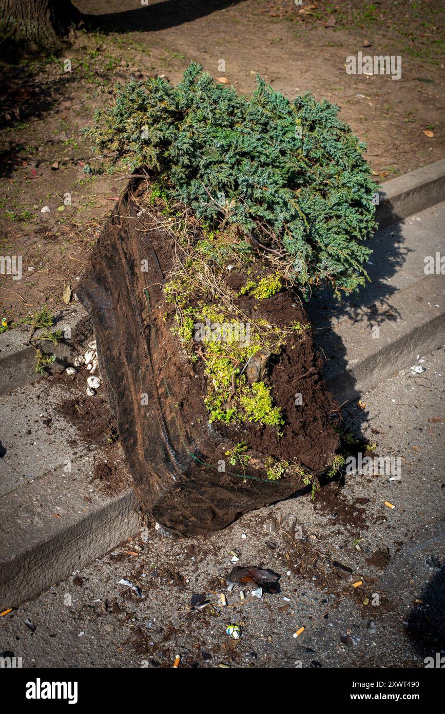 An uprooted plant lying on a sidewalk, surrounded by dirt and debris ...