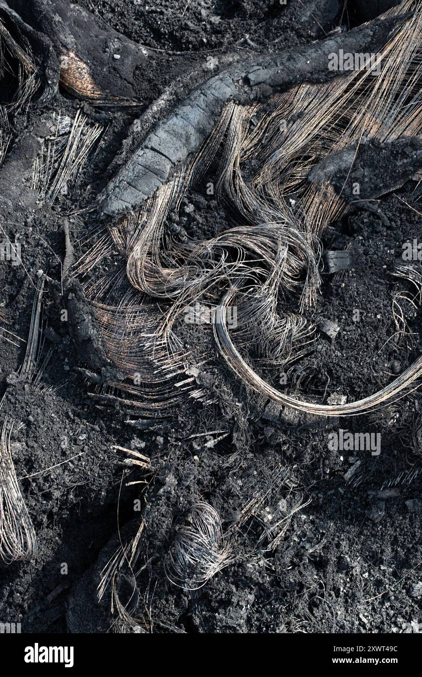 A detailed close-up of a burnt tree trunk and roots in ash. The image ...