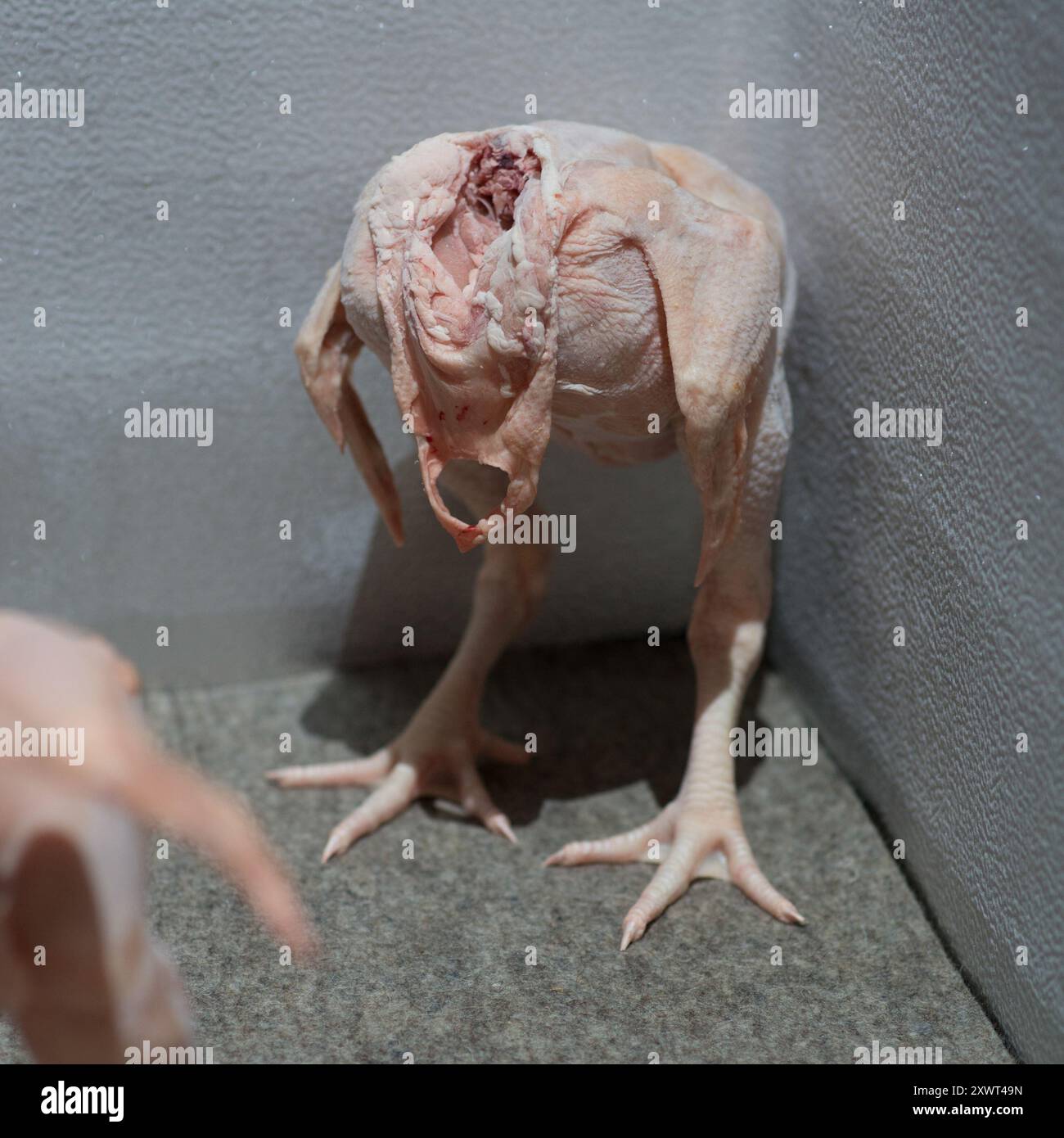 A headless raw chicken is positioned against a corner wall, symbolizing ...
