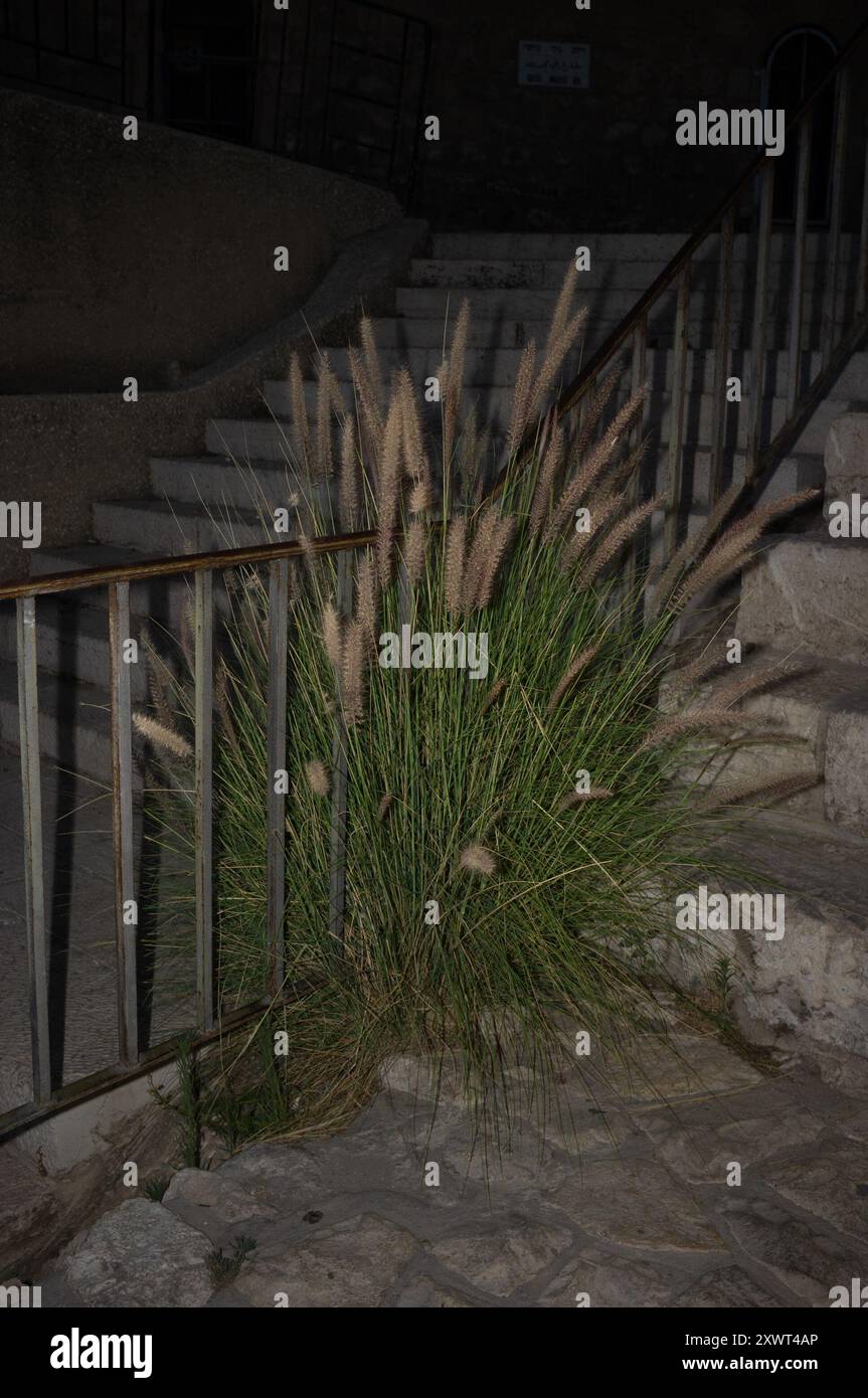 Green grass thriving through a metal fence near a stone staircase at ...