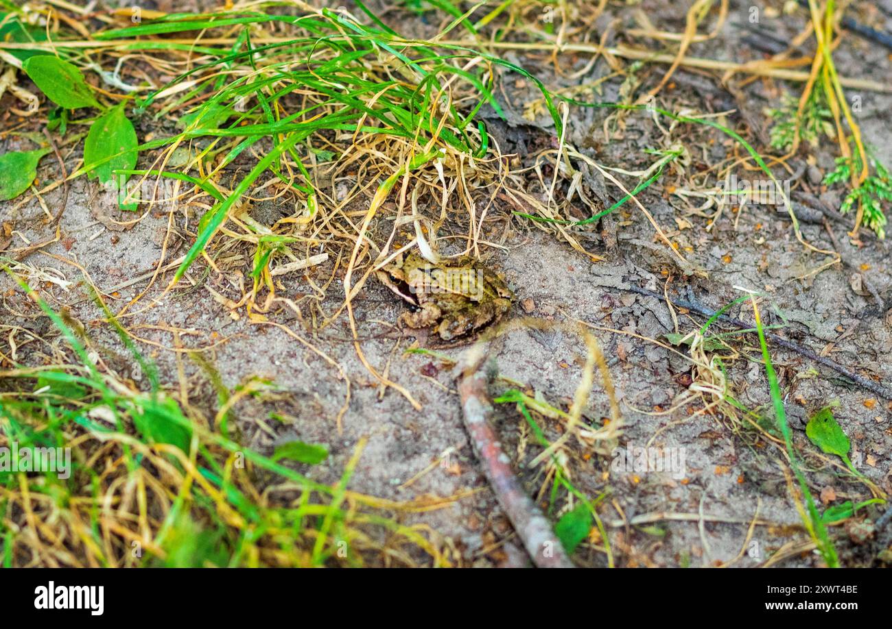 Frog view green grass hi-res stock photography and images - Alamy